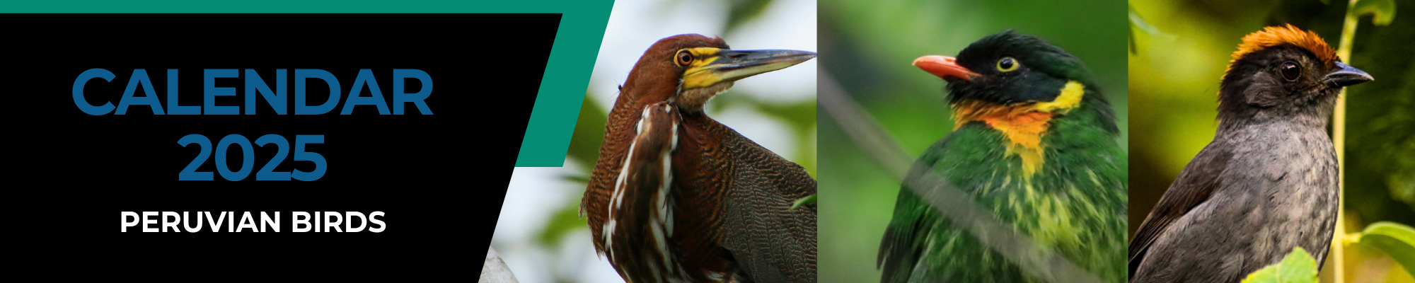 Calendar of Peruvian Birds 2025 - Avistando Perú